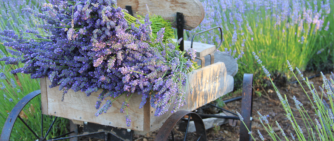 Creative Wandering, LLC - Home